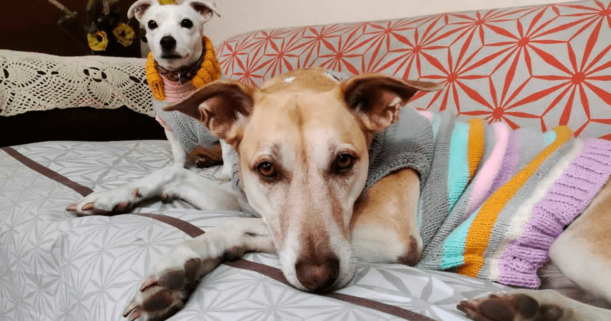 Día Mundial Del Perro 2022 ¿por Qué Y Desde Cuándo Se Celebra Cada 21