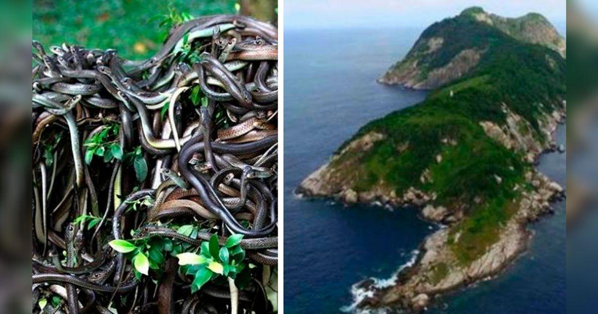 Brasil | La isla de las cobras: el paraíso prohibido para humanos por ...