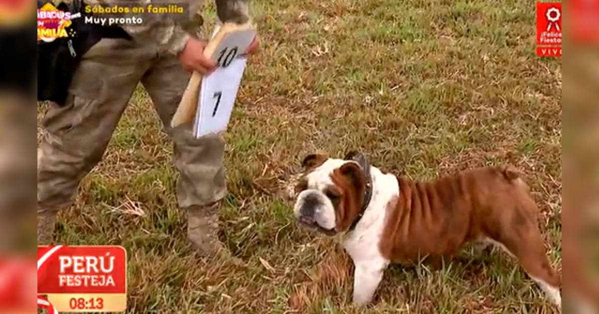 Parada Militar: Spike, el perro matemático, mostró sus habilidades para ...