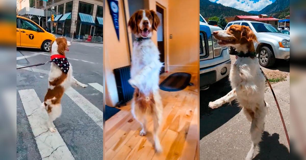 TikTok viral: Dexter, el perrito que aprendió a caminar como humano por ...