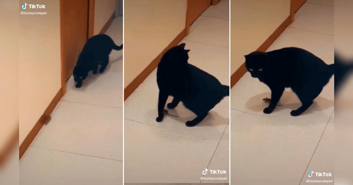 Gif Gato Persiguiendo Ratón El Ratón Y El Gato. Juegos Para Niños.