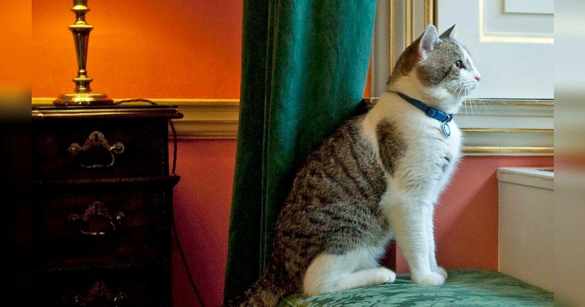 Gato Larry, el felino más influyente de Londres se desempeña como ...