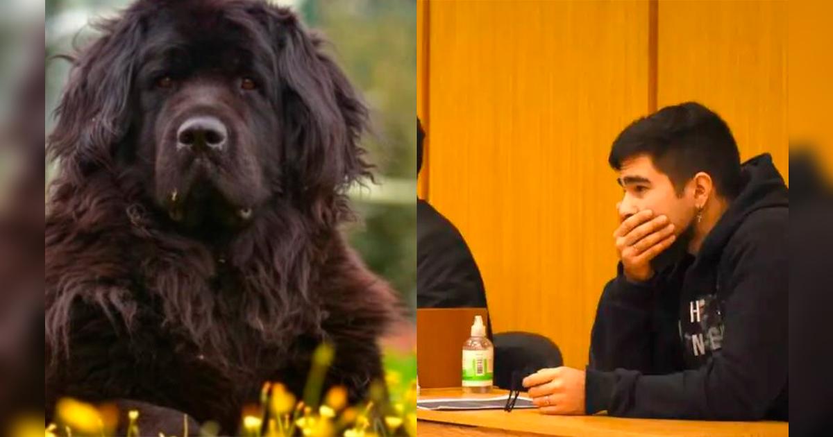 Viral: Violencia animal: hombre que asesinó a un perro de una patada ...