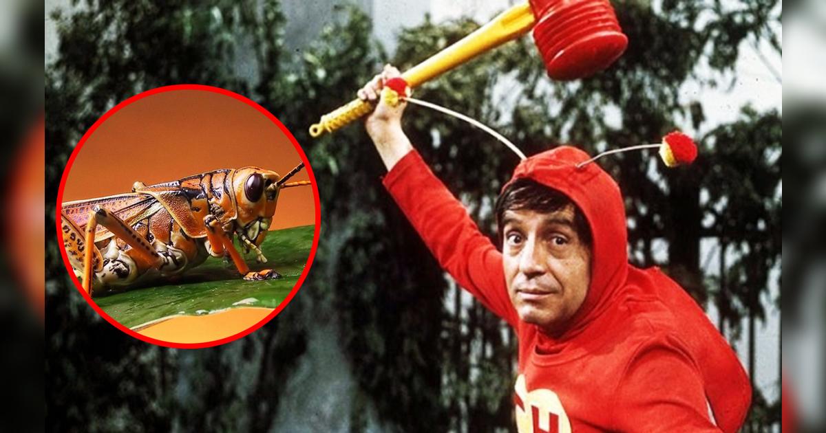 Chapulín Colorado: ¿cómo es este insecto y qué relación tiene con el ...