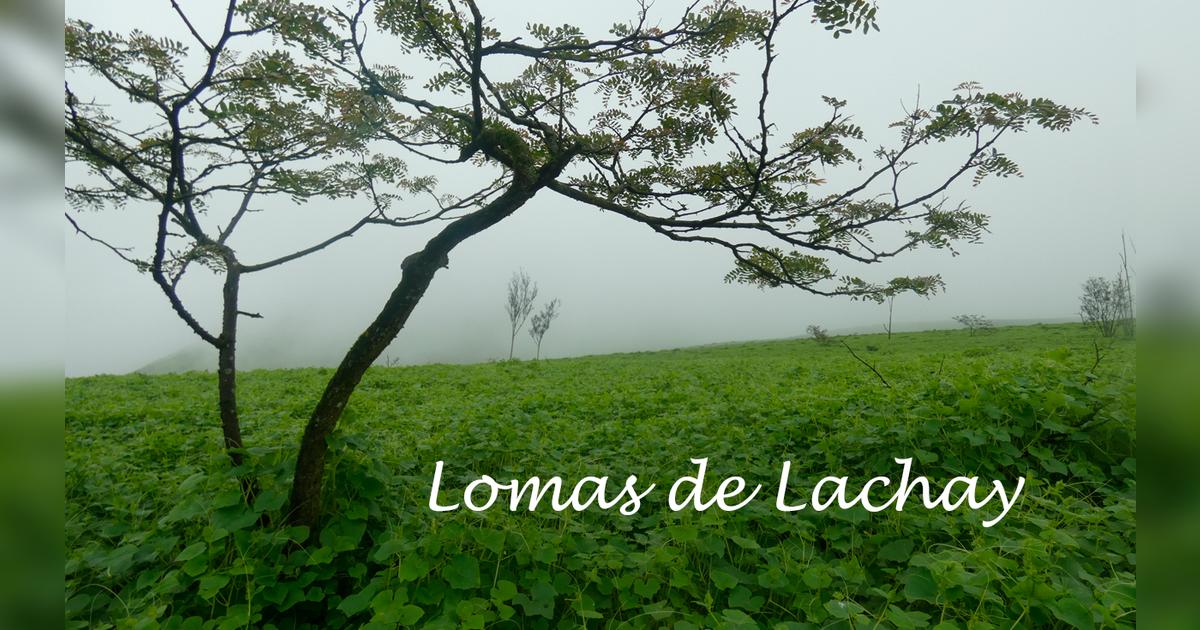 Lomas de Lachay: cuánto cuesta, como llegar y cual es la mejor temporada para visitar la Reserva ...