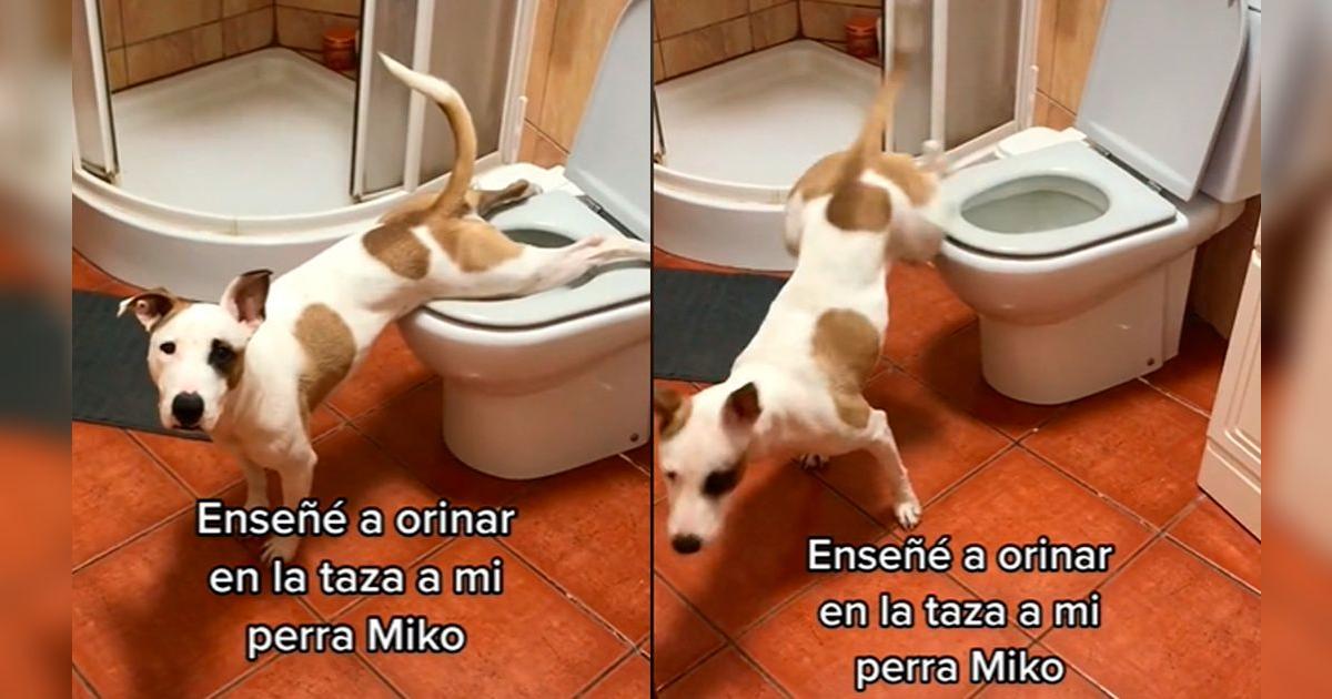 TikTok viral: Perrito sorprende en redes al mostrar su habilidad para ...