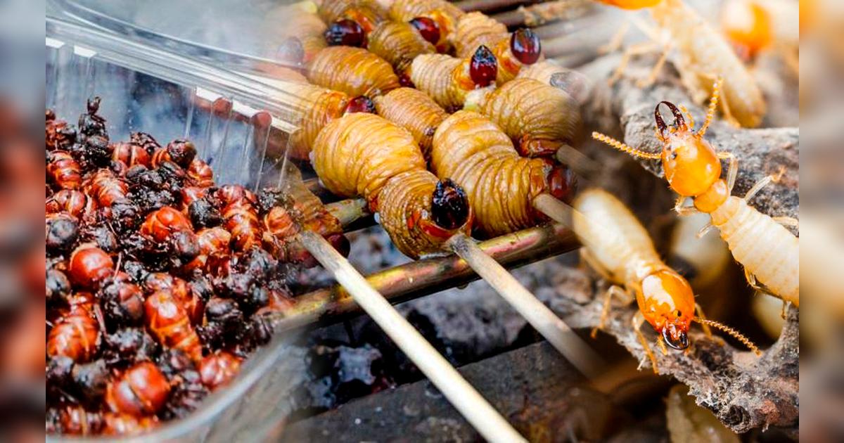 El mojojoy, las termitas ‘picantes’ y otros insectos que son manjares ...