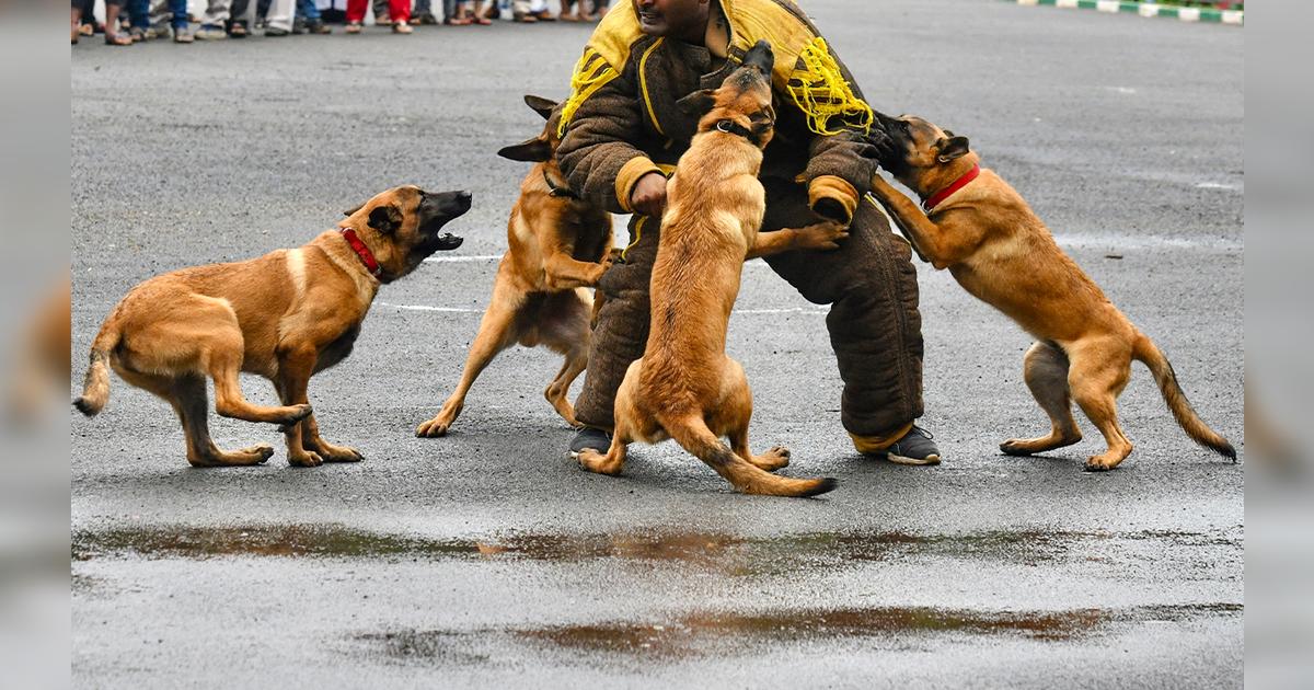 Grupo de 3 niños sufrió el salvaje ataque de más de 15 perros cuando ...