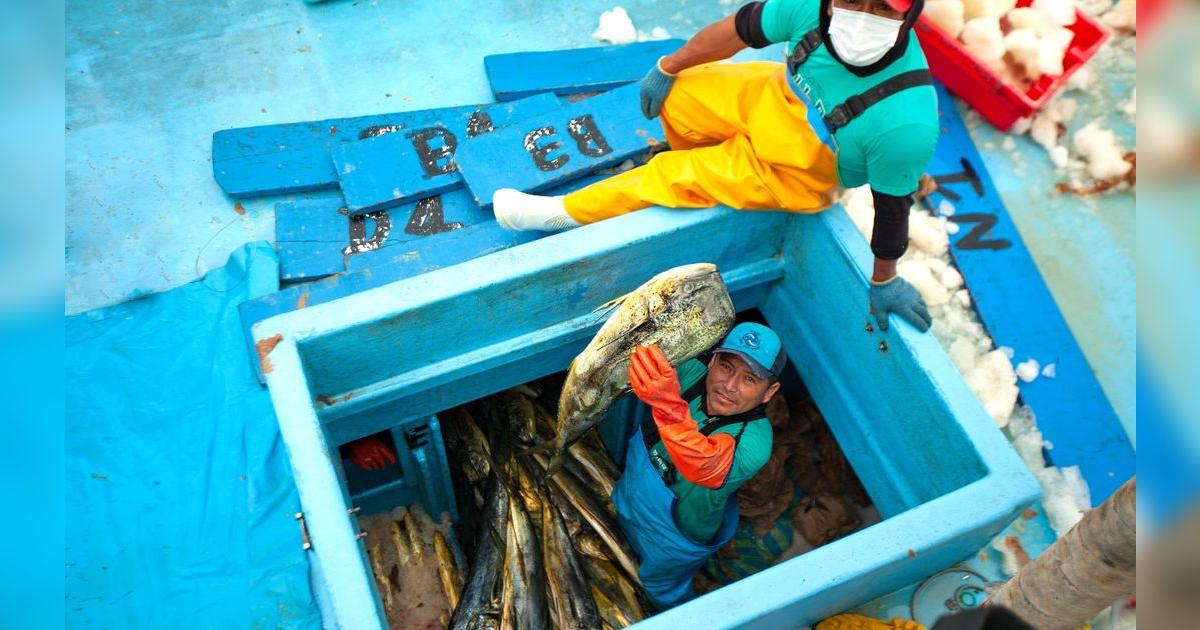 Dicapi: Proceso de certificación de embarcaciones pesqueras tiene un ...