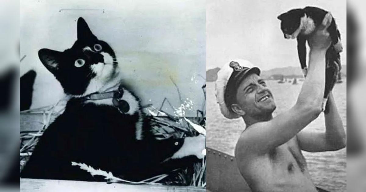 Sam, el insumergible: el gato que sobrevivió a tres hundimientos de ...