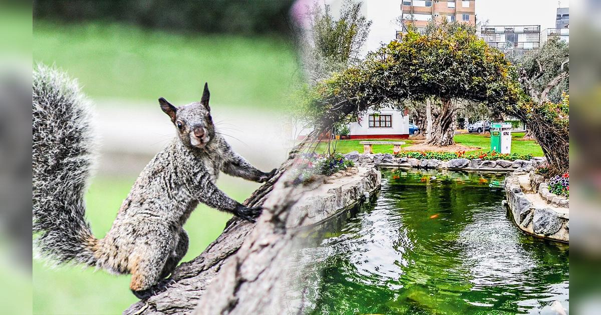 Ardillas en Lima: ¿por qué hay ardillas, en qué distritos hay y cómo ...
