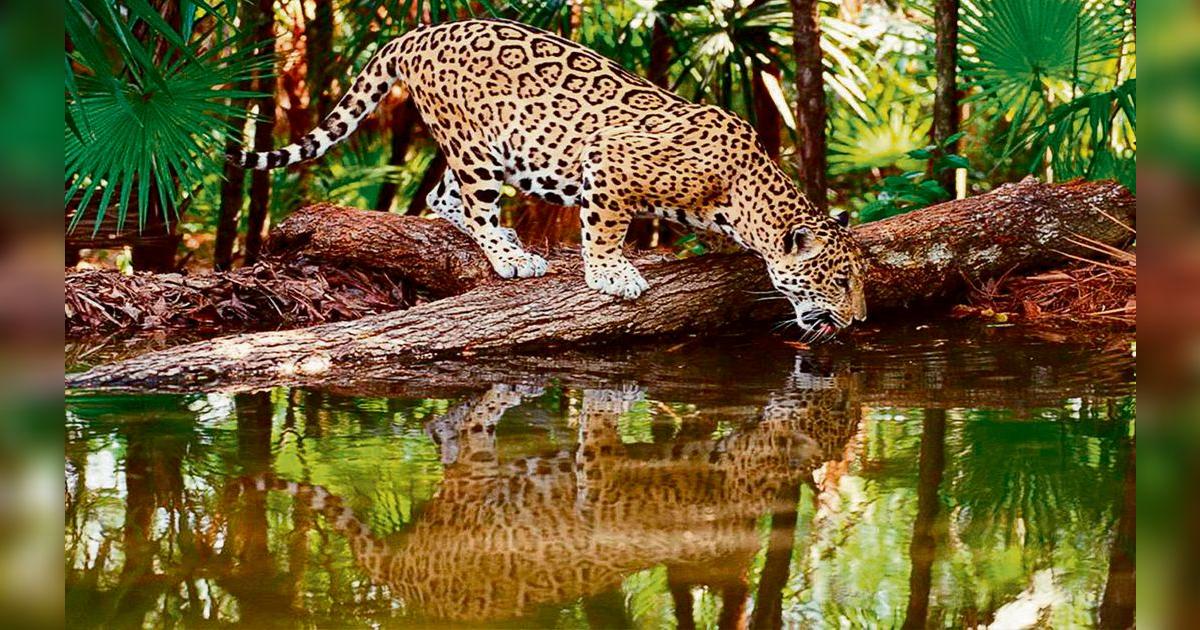 Jaguares en Perú: solo quedan 22 mil jaguares | Animales en extinción | Comercio ilegal | Serfor ...