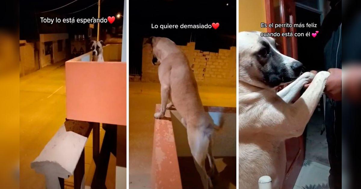 TikTok viral: perro espera a diario el retorno de su dueño y salta de ...