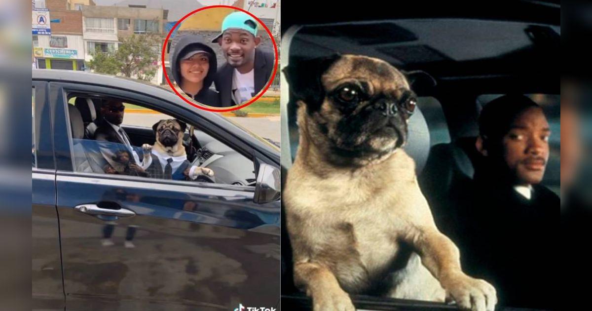 TikTok viral: Will Smith venezolano es captado con perro pug al mismo ...