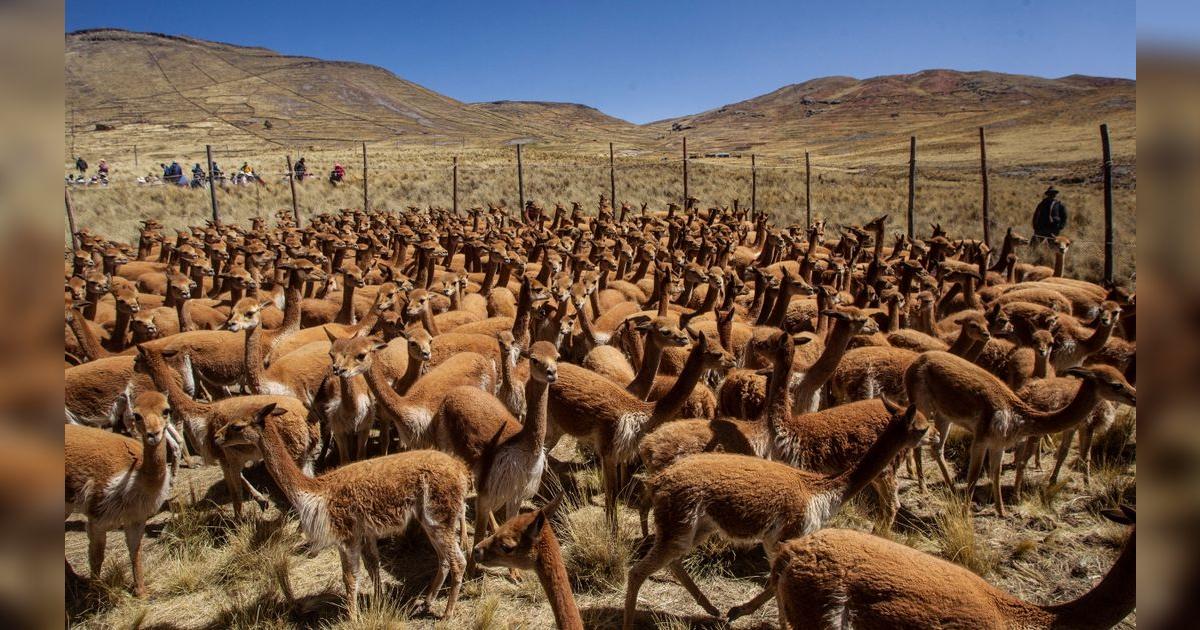 Pampa Galeras: vicuñas en peligro / Reserva Nacional de Pampa Galeras ...