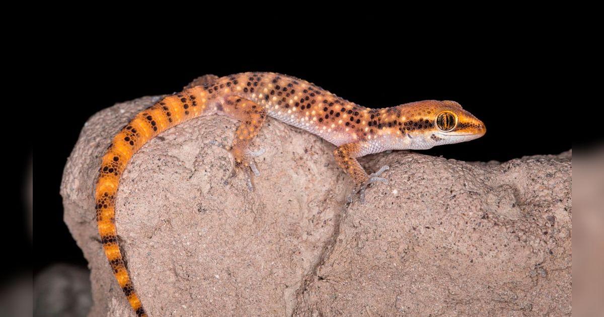 El reptil cuyo único hogar en el mundo es Lima y ahora está a punto de ...