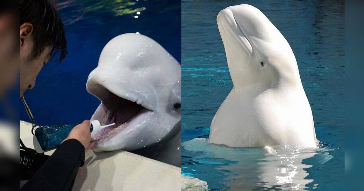 TikTok viral: ¿por qué las belugas son conocidas como ‘cabezas de melón ...