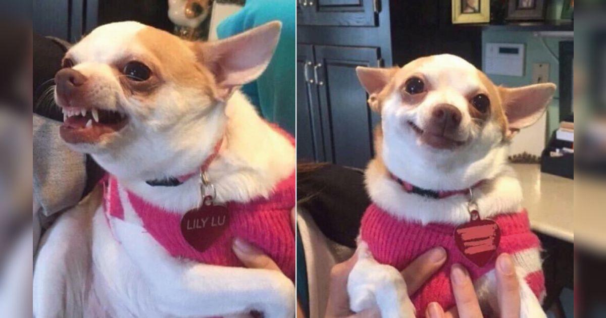 Por qué los perros ladran a una persona y a otras no: Conoce la ...