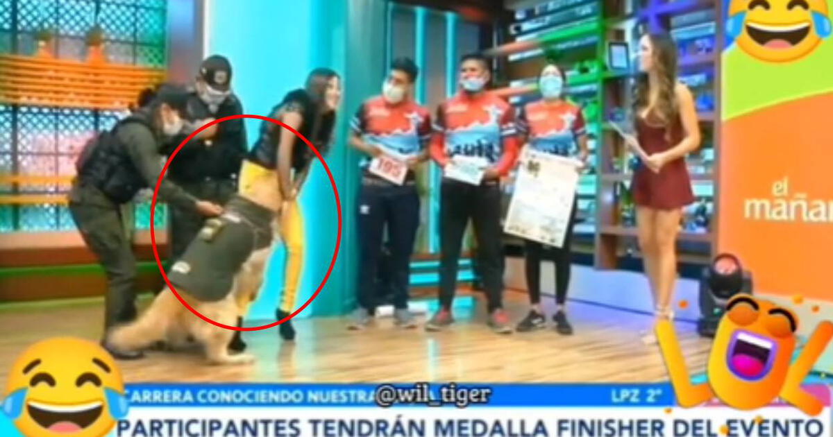 Tiktok Viral Perrito Policía Es Presentado En Tv Y Se Pone “mañoso” Al