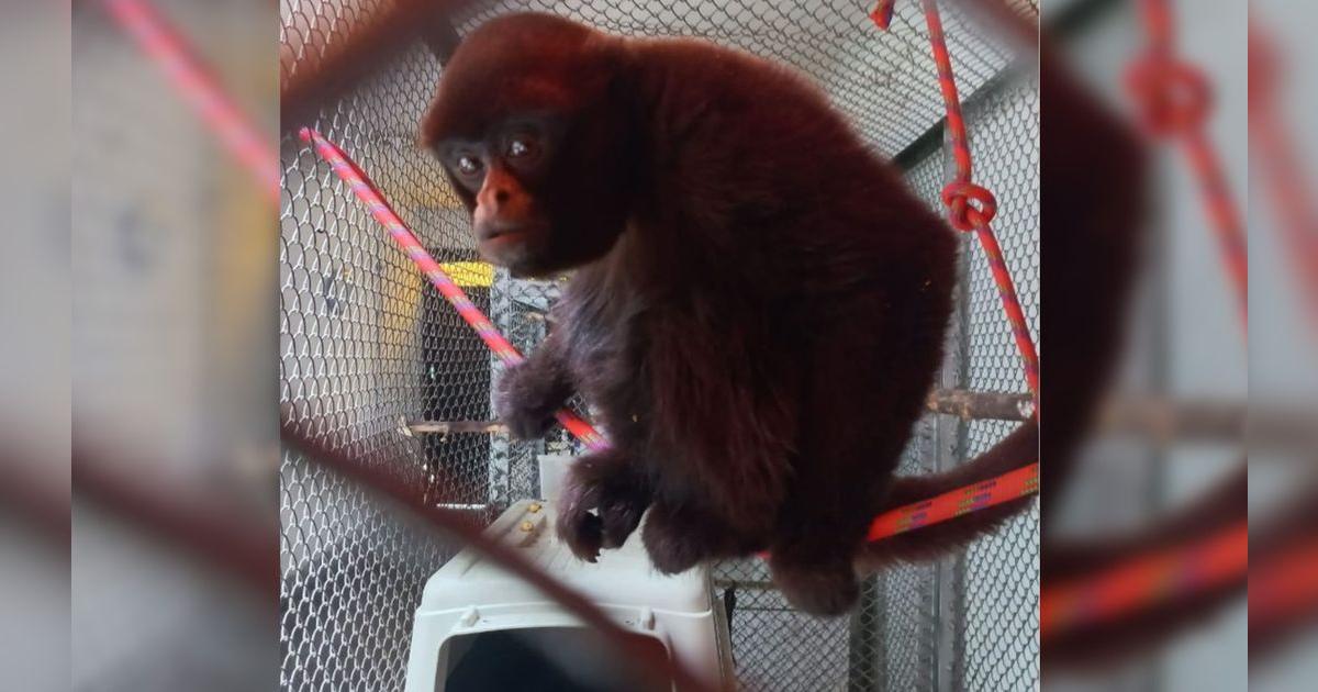 Rescatan a mono choro de cola amarilla, especie en peligro de extinción ...