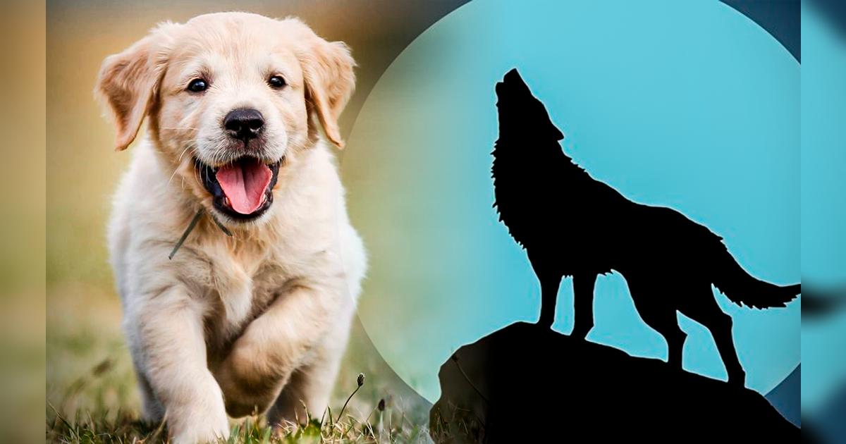 ¿Por qué los perros aúllan como lobos? Descubre la curiosa razón según ...