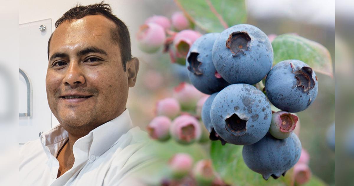 Exportación de Arándanos | Carlos Gereda: la historia del ingeniero que ...