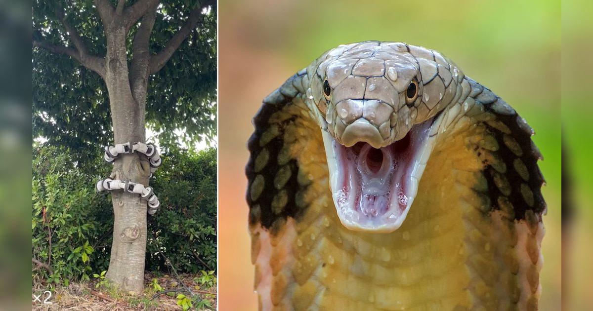 El robot serpiente existe: puede escalar árboles, paredes y explorar ...