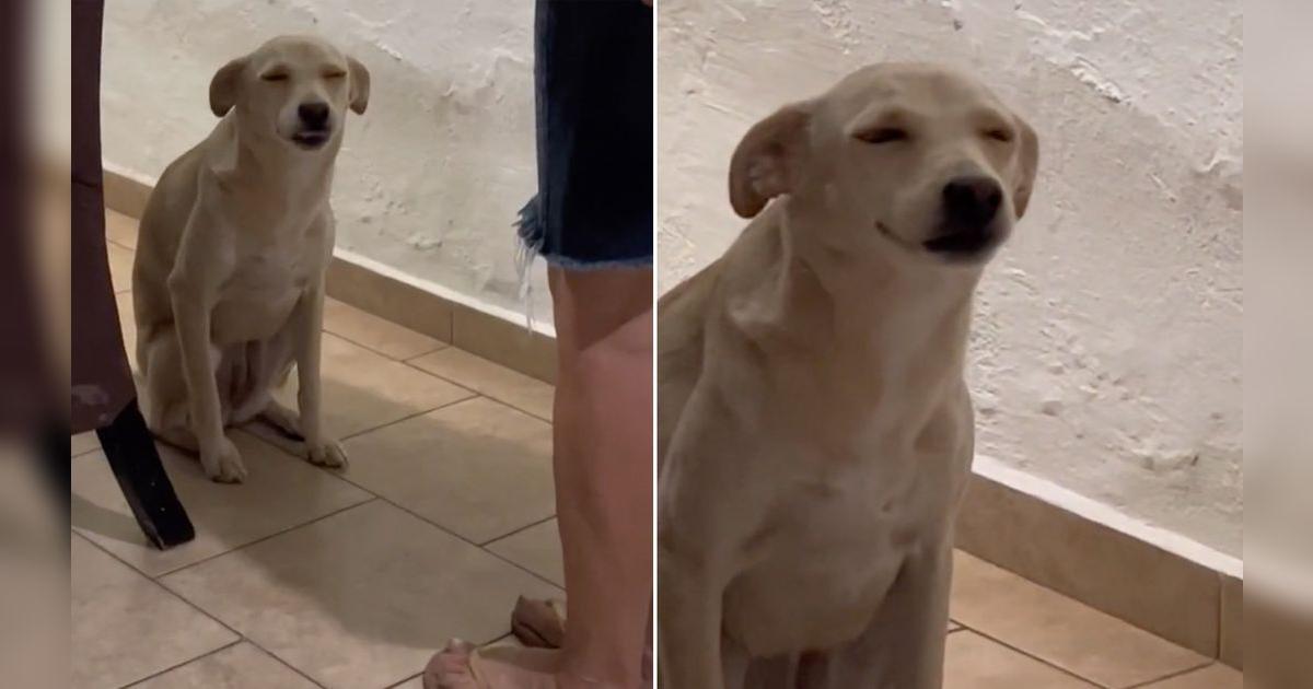 TikTok viral: Perrito es castigado y hace caras graciosas al escuchar ...