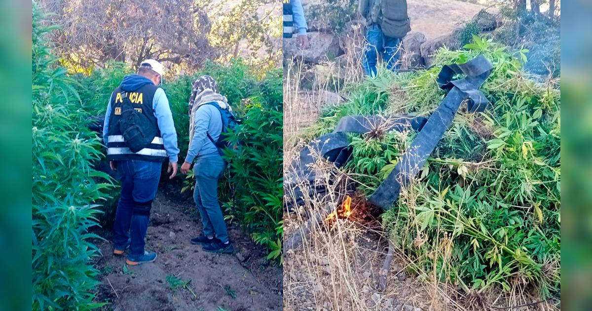 Ica Golpe Al Narcotráfico Policía Halla Y Destruye 12 000