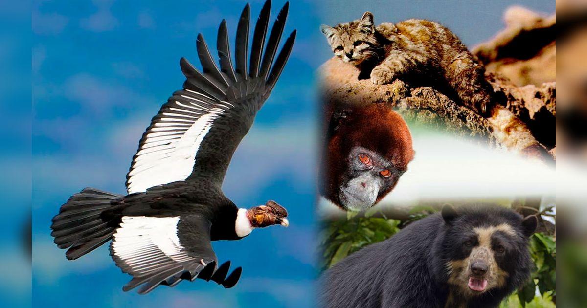 ¿Qué animales peruanos están extintos y en peligro de extinción en 2022? | especies endemicas ...