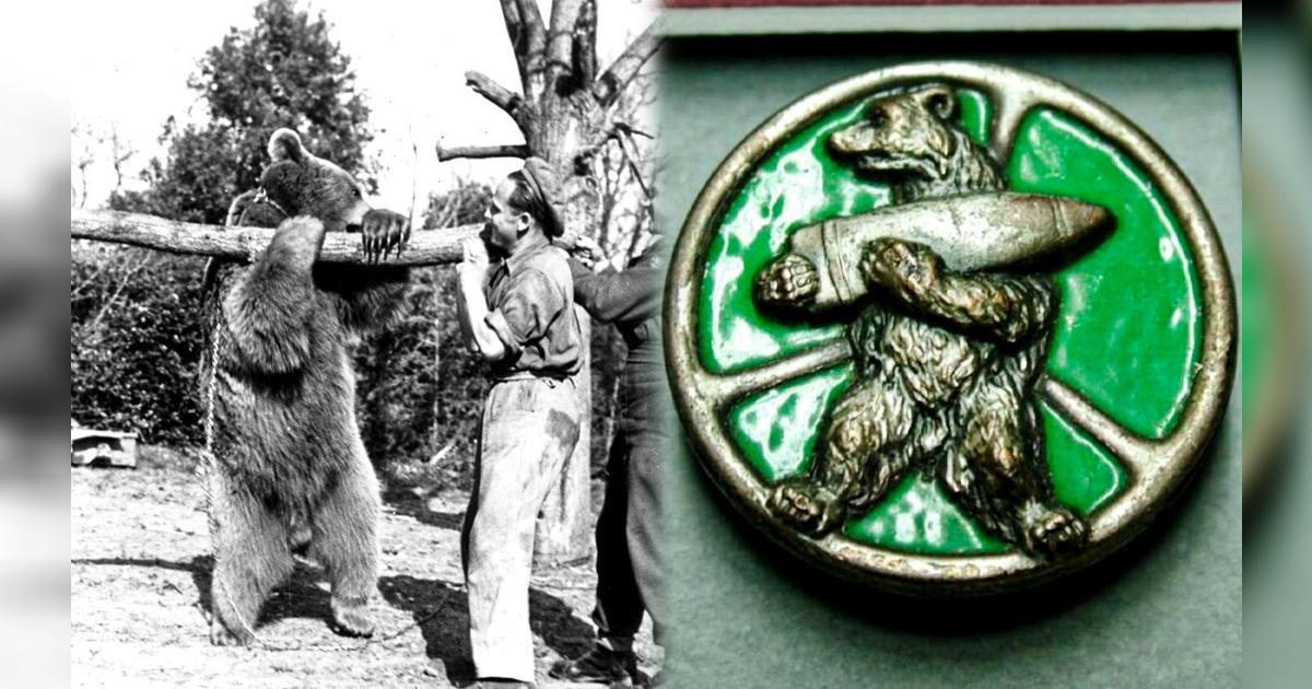 Wojtek, el oso soldado que se convirtió en un héroe de guerra por ...