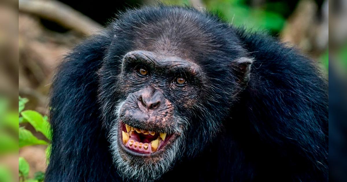 Frodo Bolsón | Tanzania | Frodo, el chimpancé que raptó a una niña de 1 ...