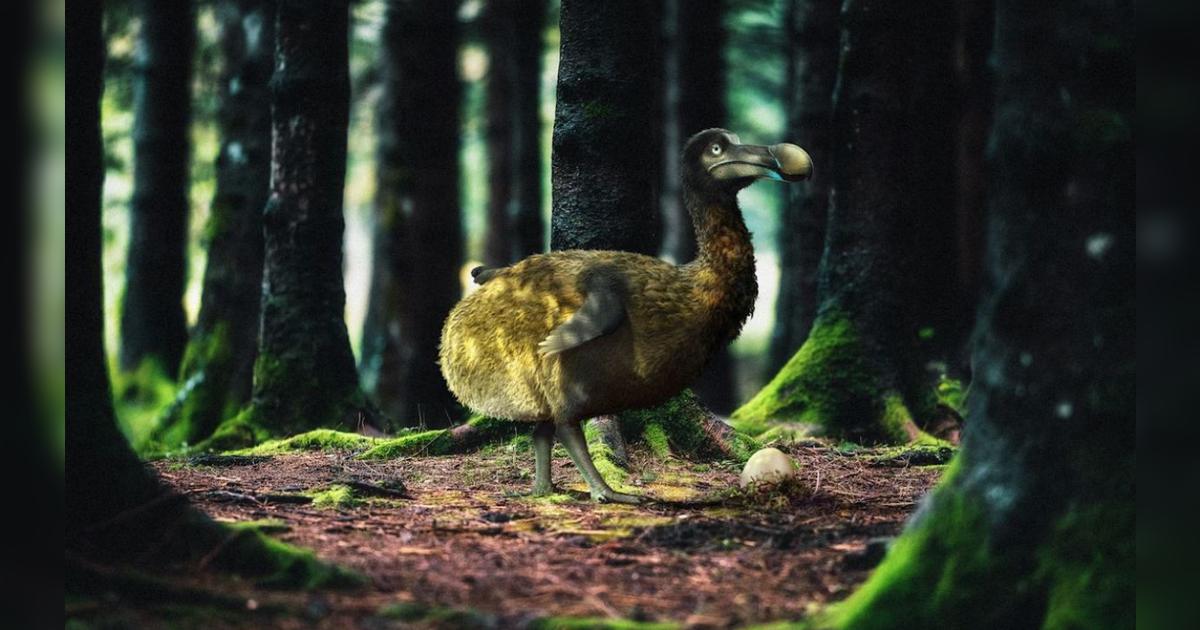 Científicos planean 'resucitar' al dodo tras secuenciar su genoma ...