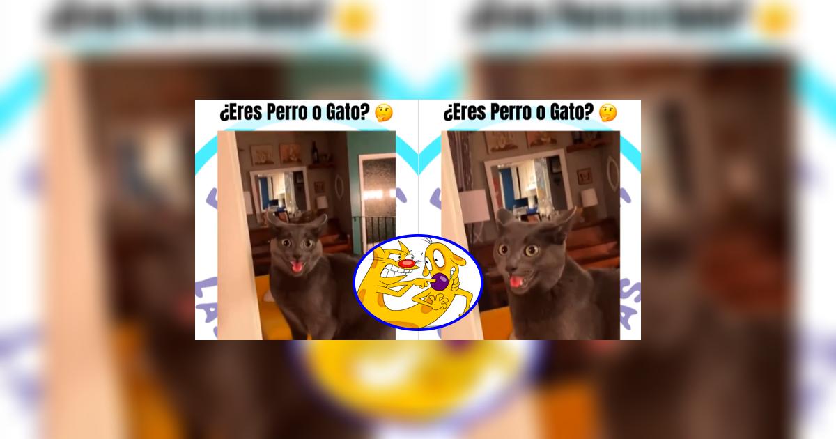 Instagram: gato sorprende al actuar como un perro | Instagram | Viral ...