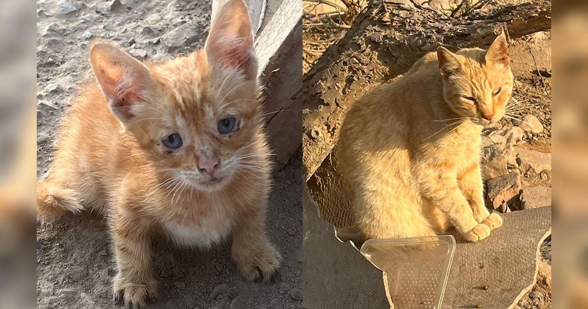 Cercado de Lima: 20 gatitos viven abandonados al borde de un río y ...