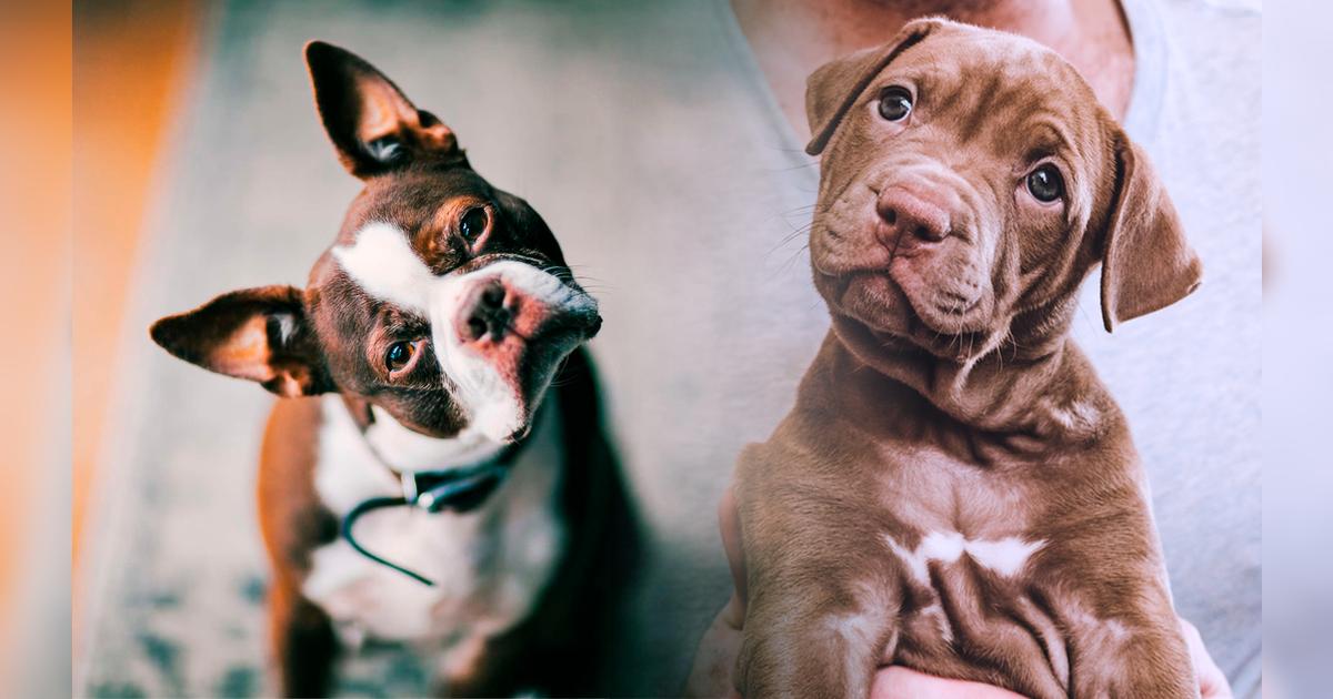 ¿Por qué mi perro inclina su cabeza cuando le hablo? Esto dice la ...