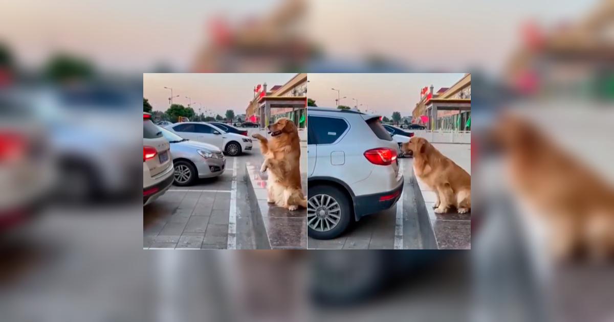 Instagram: perrito golden hace de valet parking y enternece las redes ...