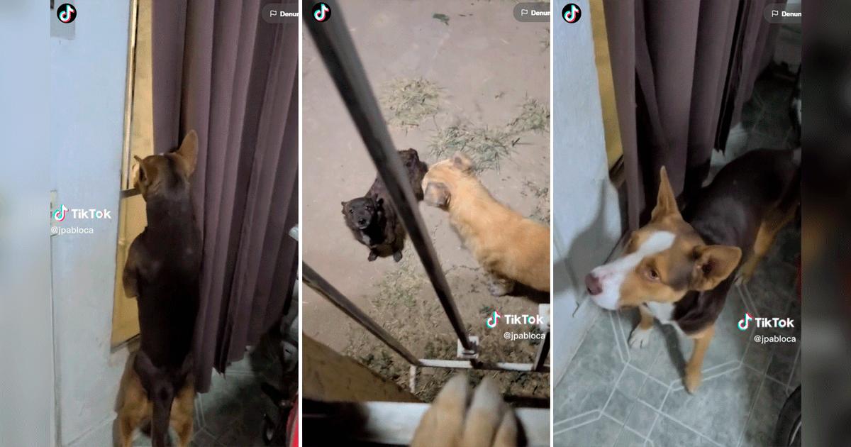 TikTok viral | Perrito castigado pone cara de tristeza para ‘chantajear ...