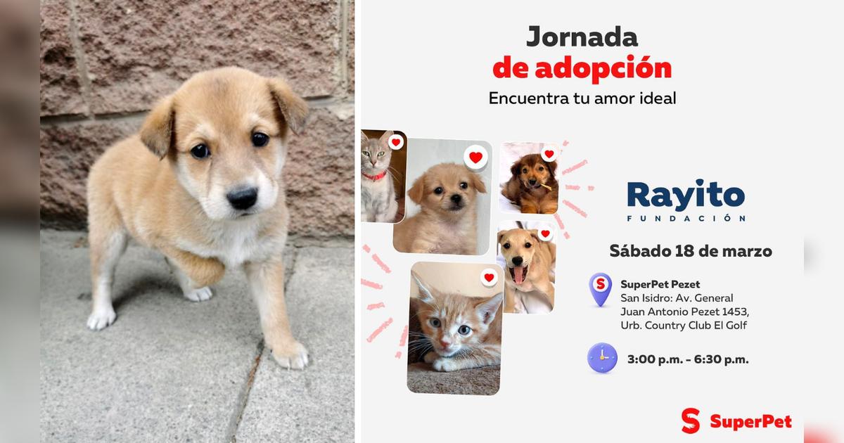 Adopción de perros en Lima: participa este 18 de marzo en súper jornada ...