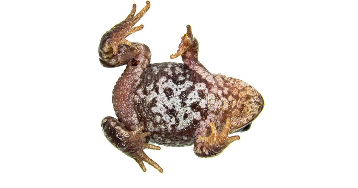 Descubren en Perú al "Espíritu del Mantaro", una especie de rana nunca ...