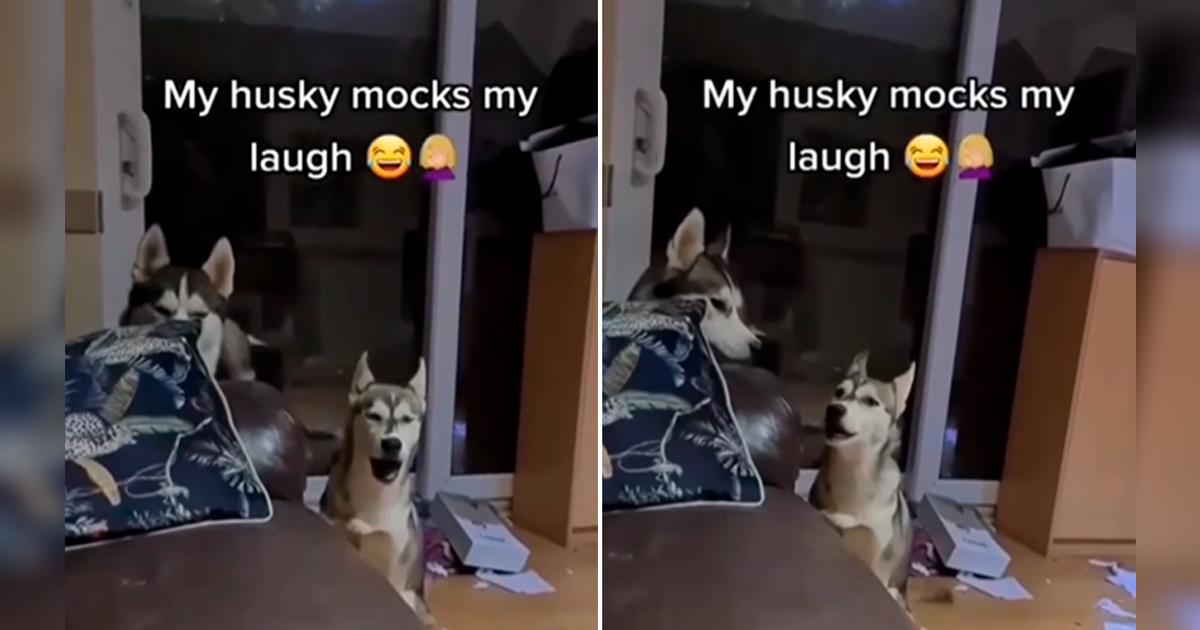 Instagram | Viral | Perro se 'burla' de la risa de su dueño y escena ...