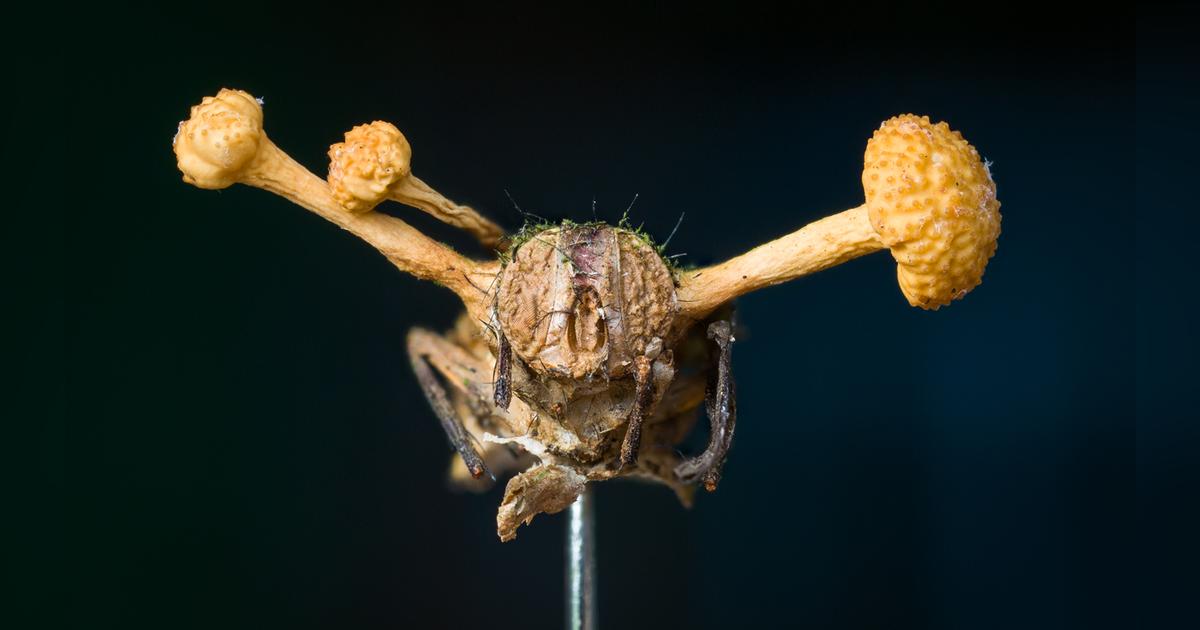 Impactantes imágenes de animales infectados por Cordyceps, el hongo ...