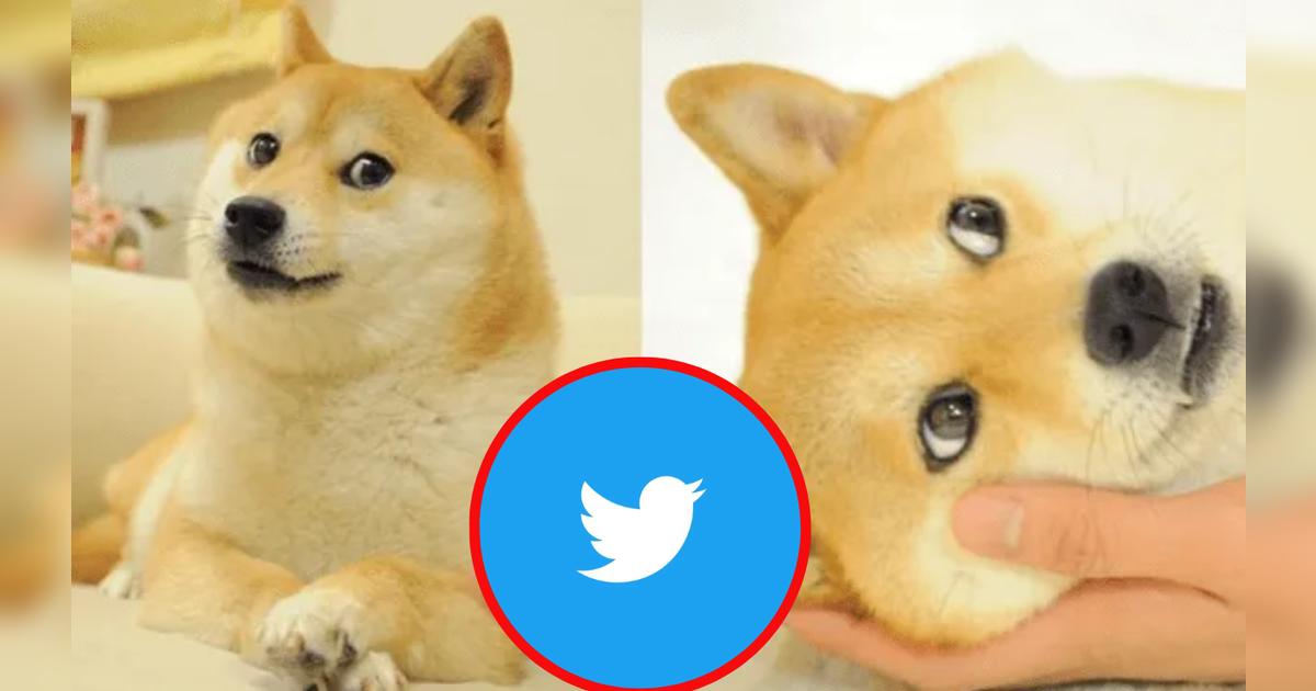 Kabosu: ¿cómo se convirtió en un meme viral de internet y logró ganar 4 ...