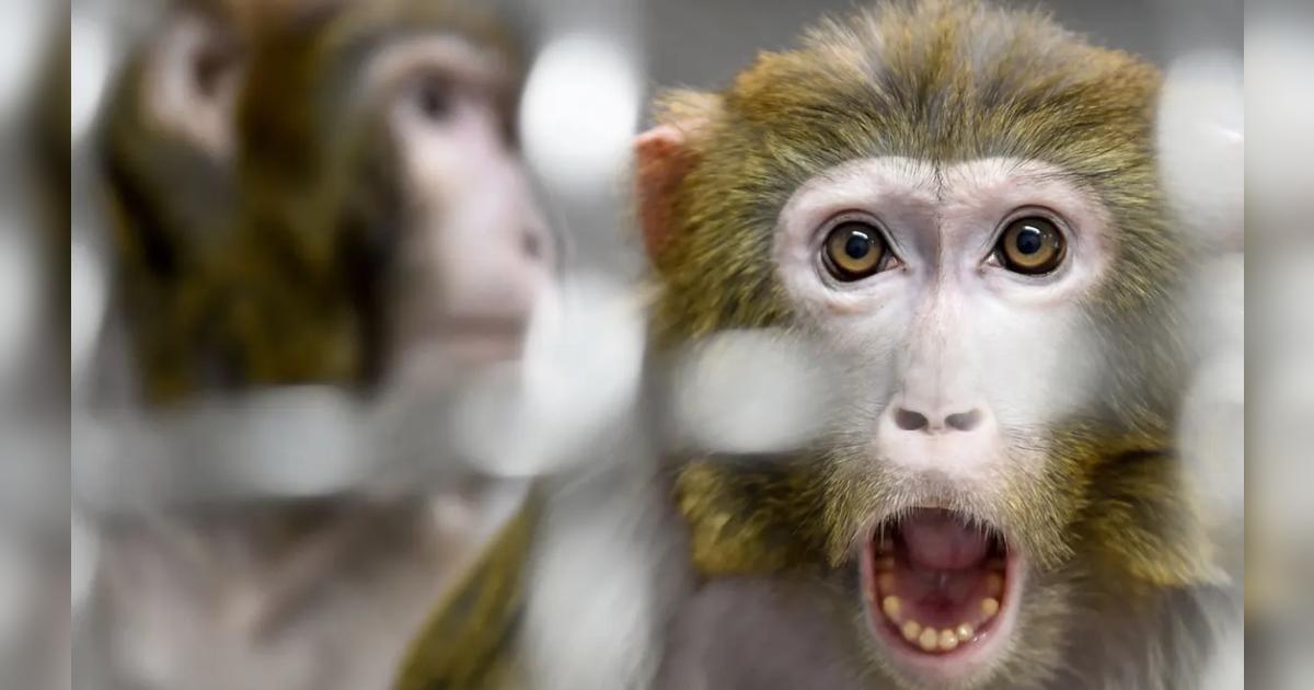 Científicos chinos logran crear embriones artificiales de monos sin ...