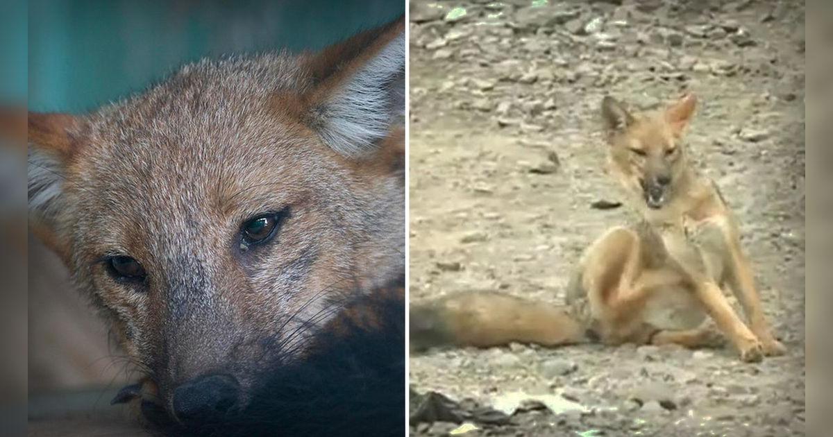 Cajamarca ¿Qué pasó con Run Run, el zorro que se hizo famoso en el Perú ...