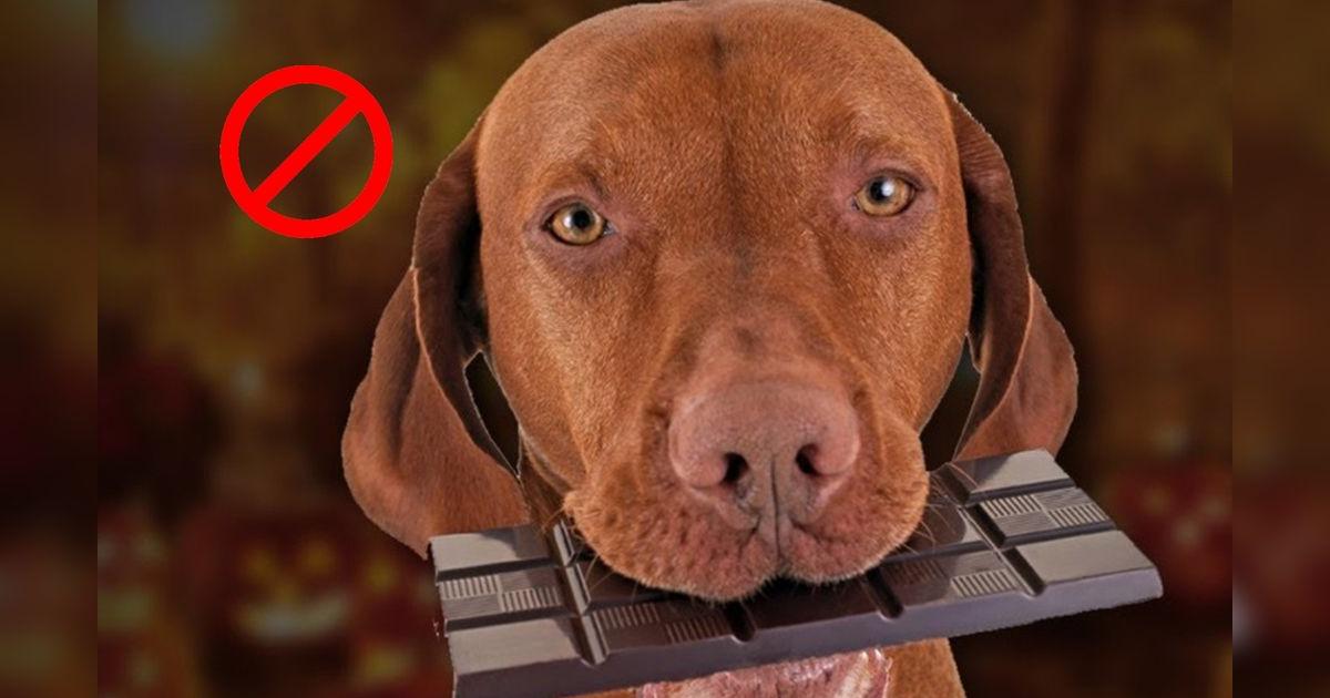 ¿Pueden los perros comer chocolate y qué pasa si lo hacen ...