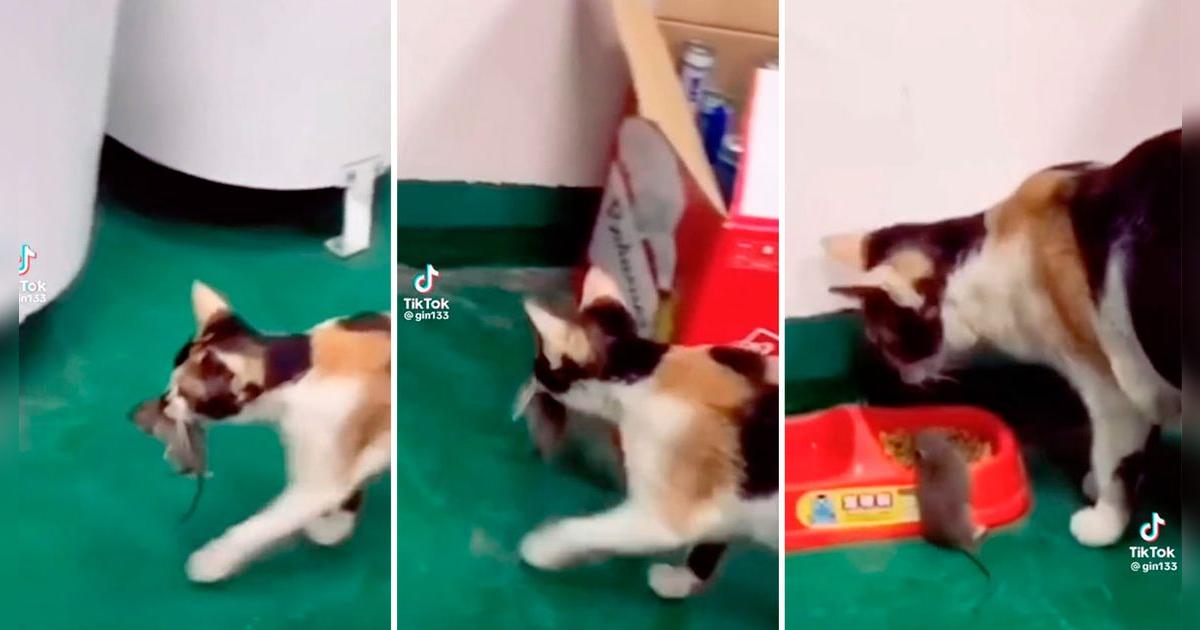 TikTok viral | Gato se ‘solidariza‘ con ratón y le ‘invita’ a comer del ...