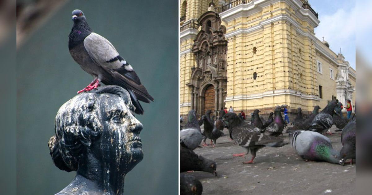 ¿Por qué hay tantas palomas en Lima y cómo prevenir que se conviertan ...