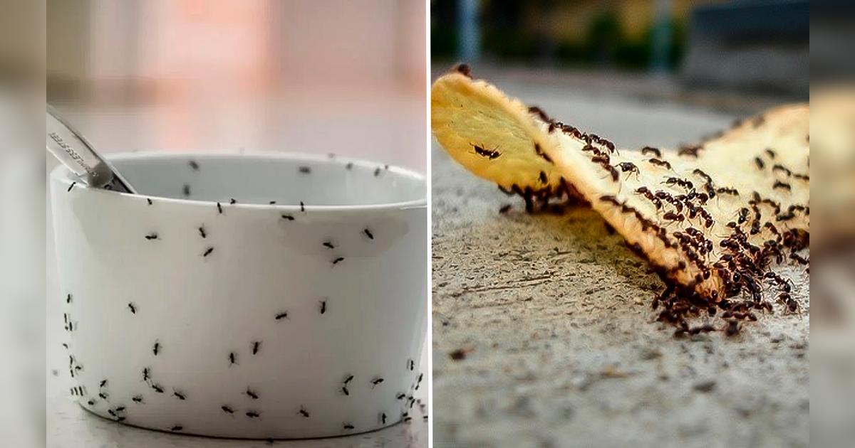 hormigas: ¿por qué aparecen en mi casa y cómo eliminarlas de forma definitiva? | plaga ...