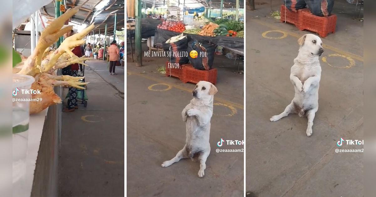 TikTok: viral | Video | Perrito tiene singular forma de pedir comida en ...